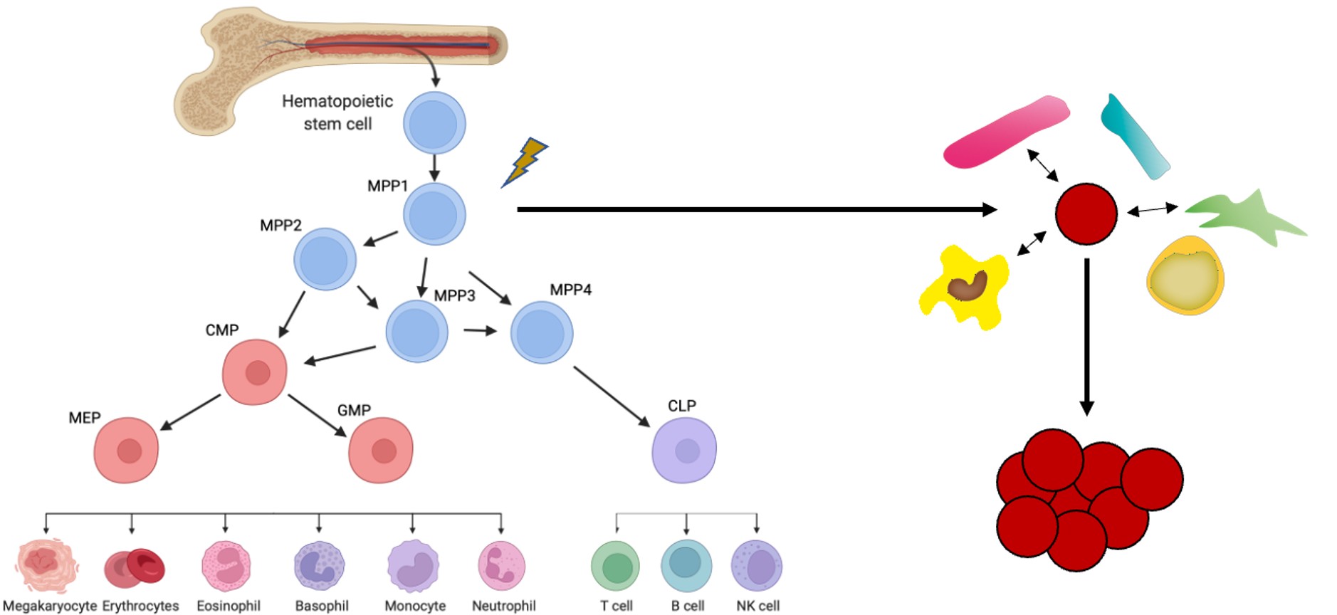 Leukaemia - Proteo Stem